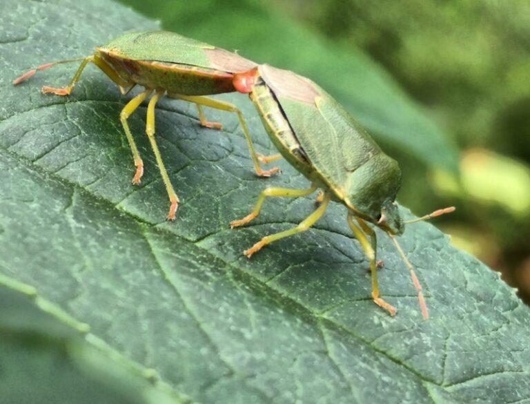 Huisbioloog David Sluis: Jij vieze vuile STINKWANTS! - De Orkaan
