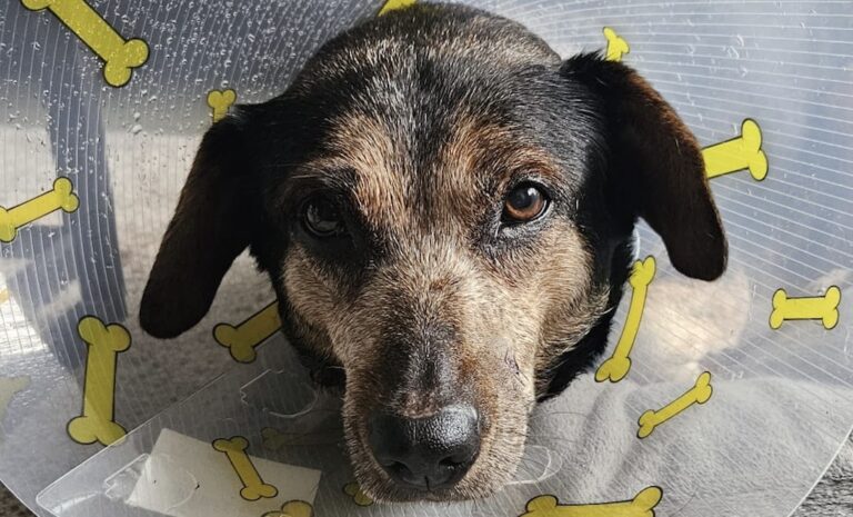 Nieuwe dierenartspraktijk in Koog aan de Zaan - De Orkaan