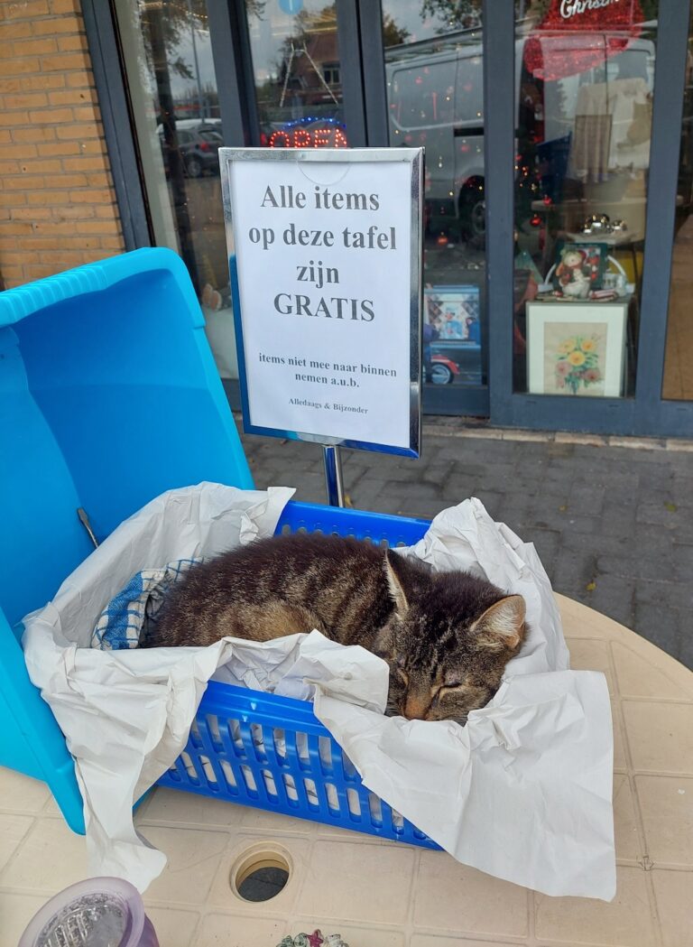 50woordenfoto: Meeneempoes? - De Orkaan